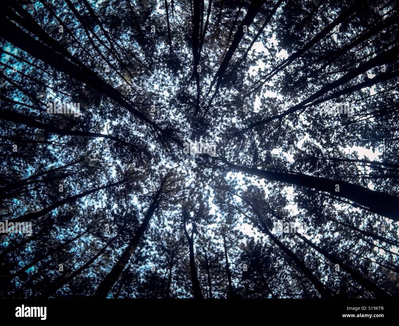 Jungle and clear sky hi-res stock photography and images - Alamy