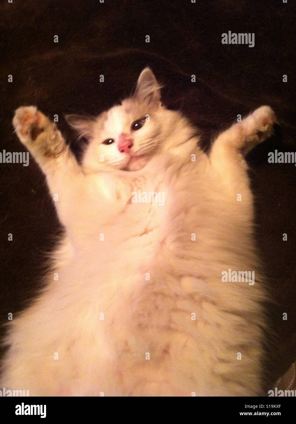 Laid Back Cat