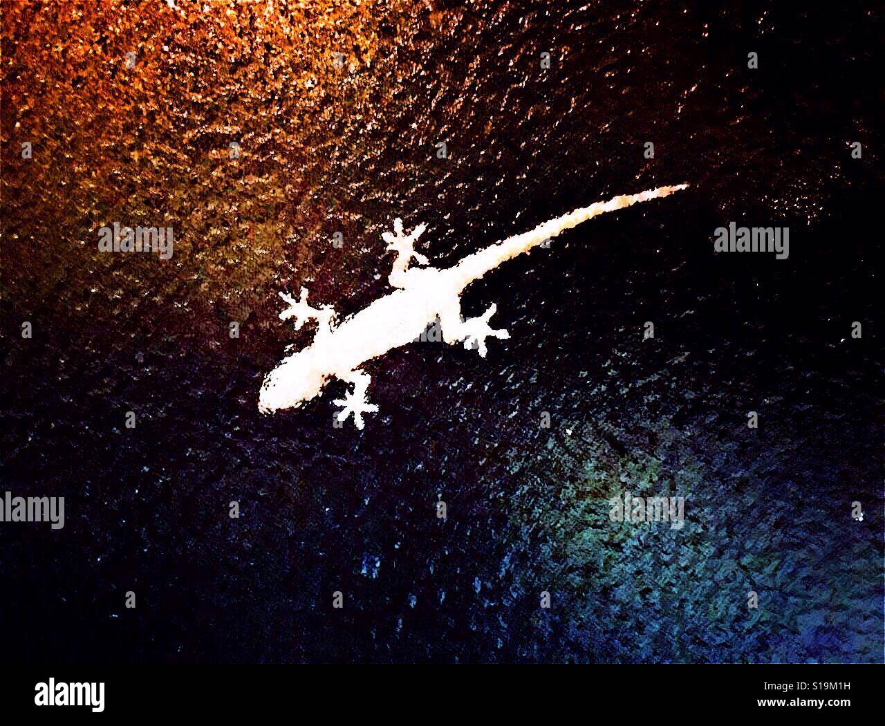 Lizard on a window, outside Stock Photo - Alamy