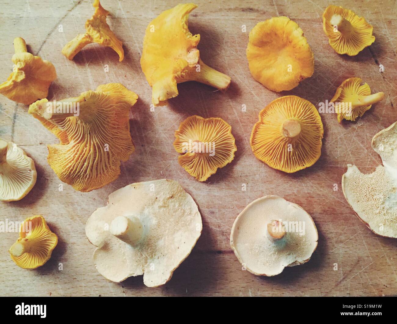 Girolles Mushrooms High Resolution Stock Photography and Images - Alamy