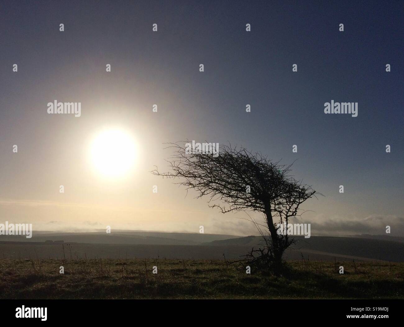 Wind Stunted Stock Photos & Wind Stunted Stock Images - Alamy