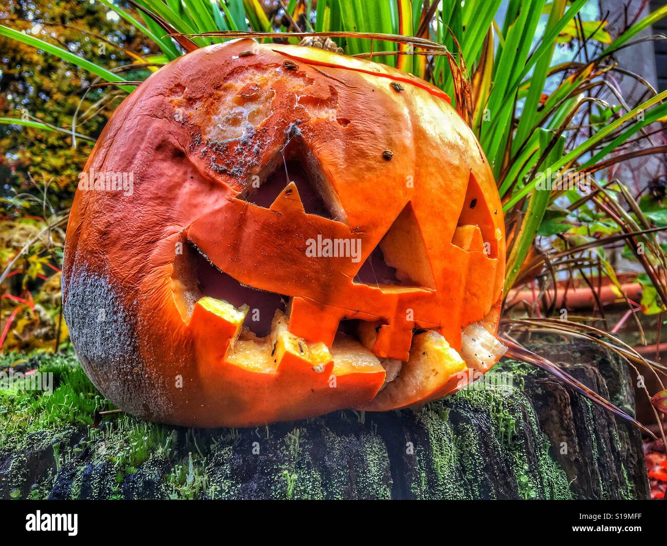 Rotting pumpkin hi-res stock photography and images - Alamy