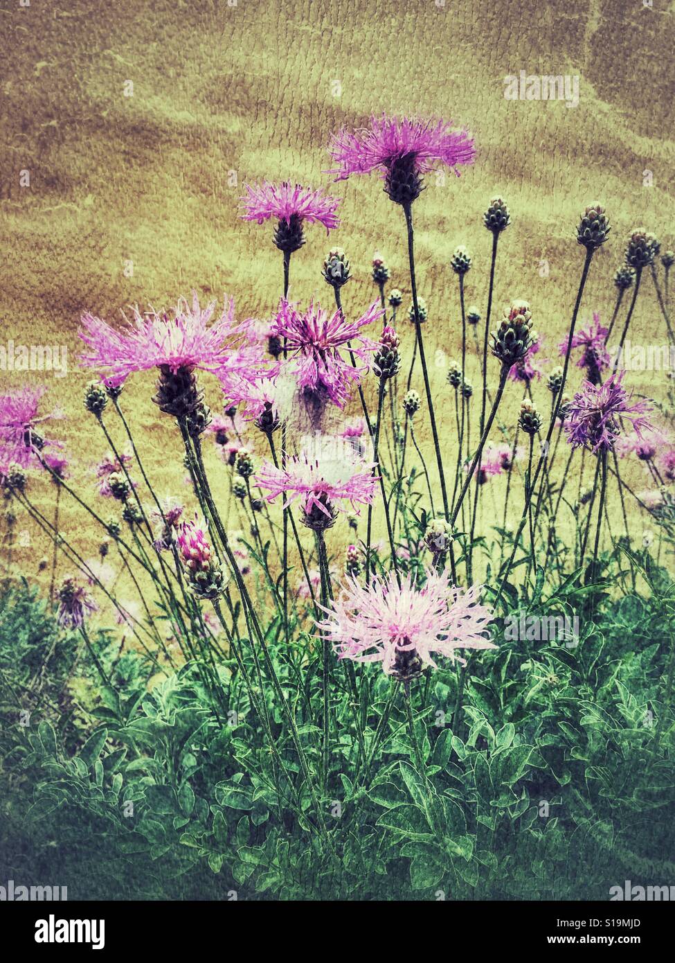 Pink flowers and a bird feather on them Stock Photo - Alamy
