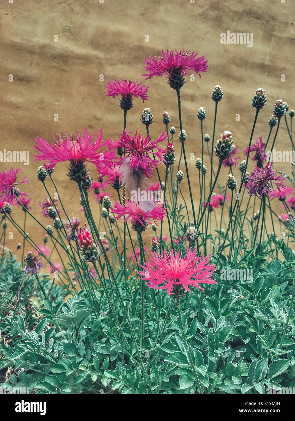 Grass feather bloom hi-res stock photography and images - Alamy