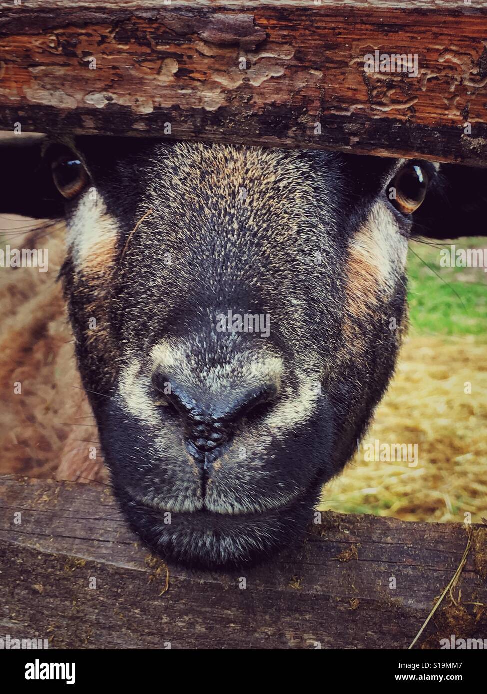 Cute goat face hi-res stock photography and images - Alamy