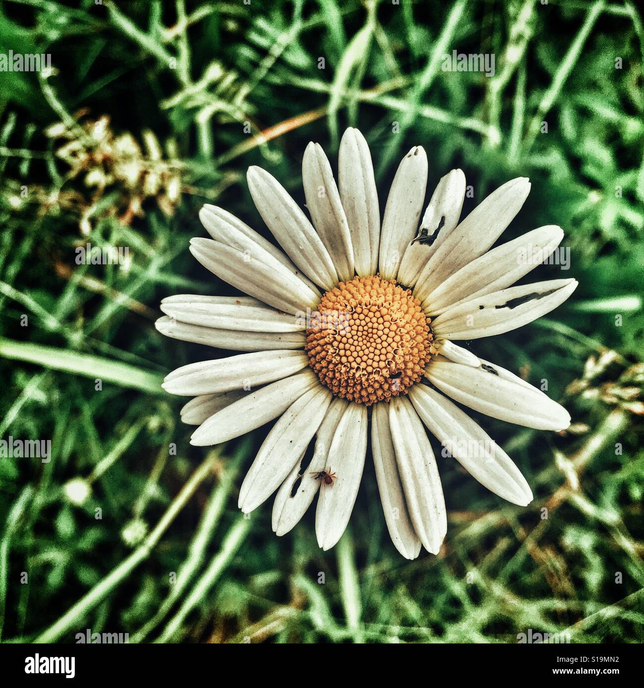 Holes Flower High Resolution Stock Photography and Images - Alamy