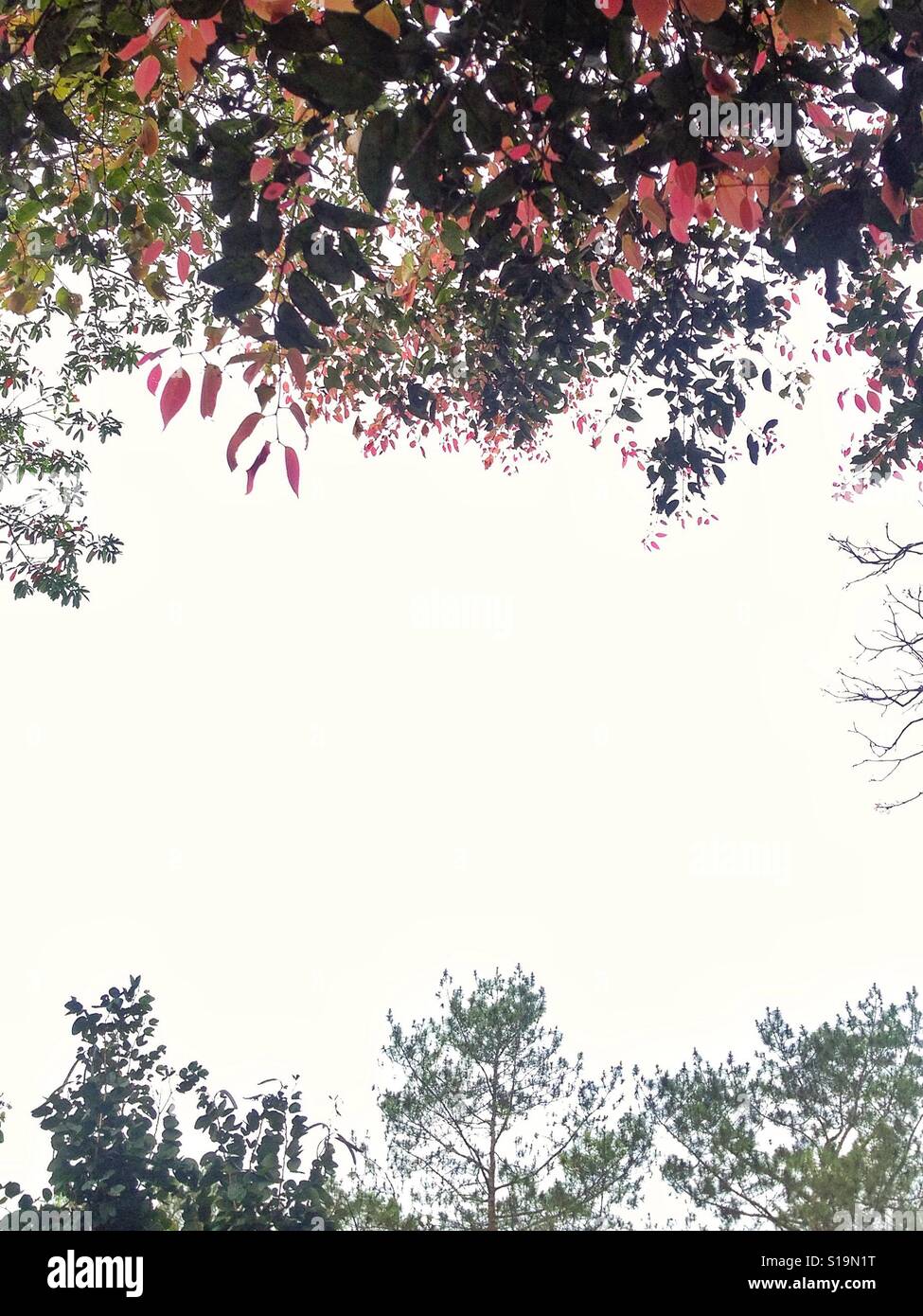 The frame of nature hi-res stock photography and images - Alamy