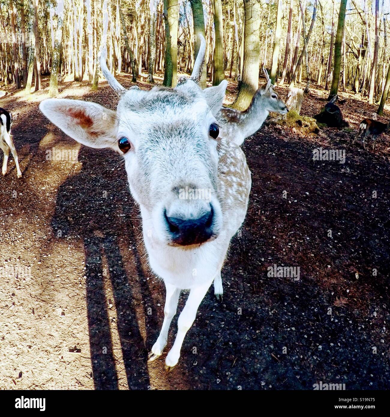 Deer looking at the camera hi-res stock photography and images - Alamy