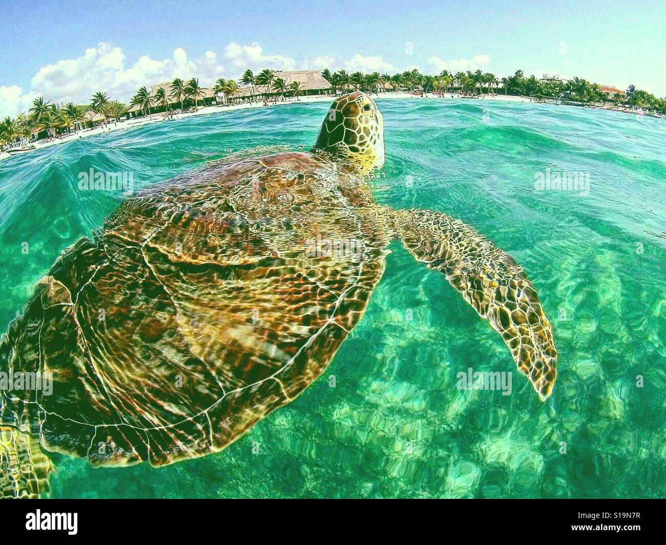 We love turtles Stock Photo - Alamy