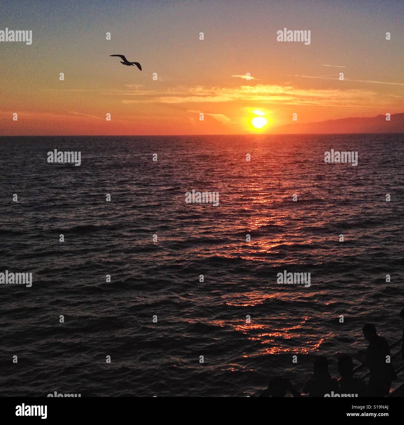Seagull flying in front of sunset over ocean Stock Photo - Alamy