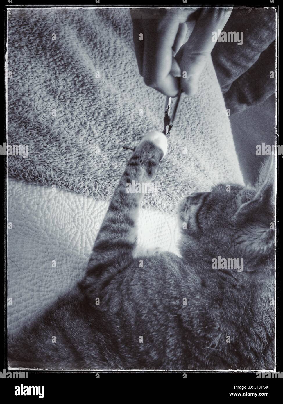 Cat grabbing keys Stock Photo - Alamy