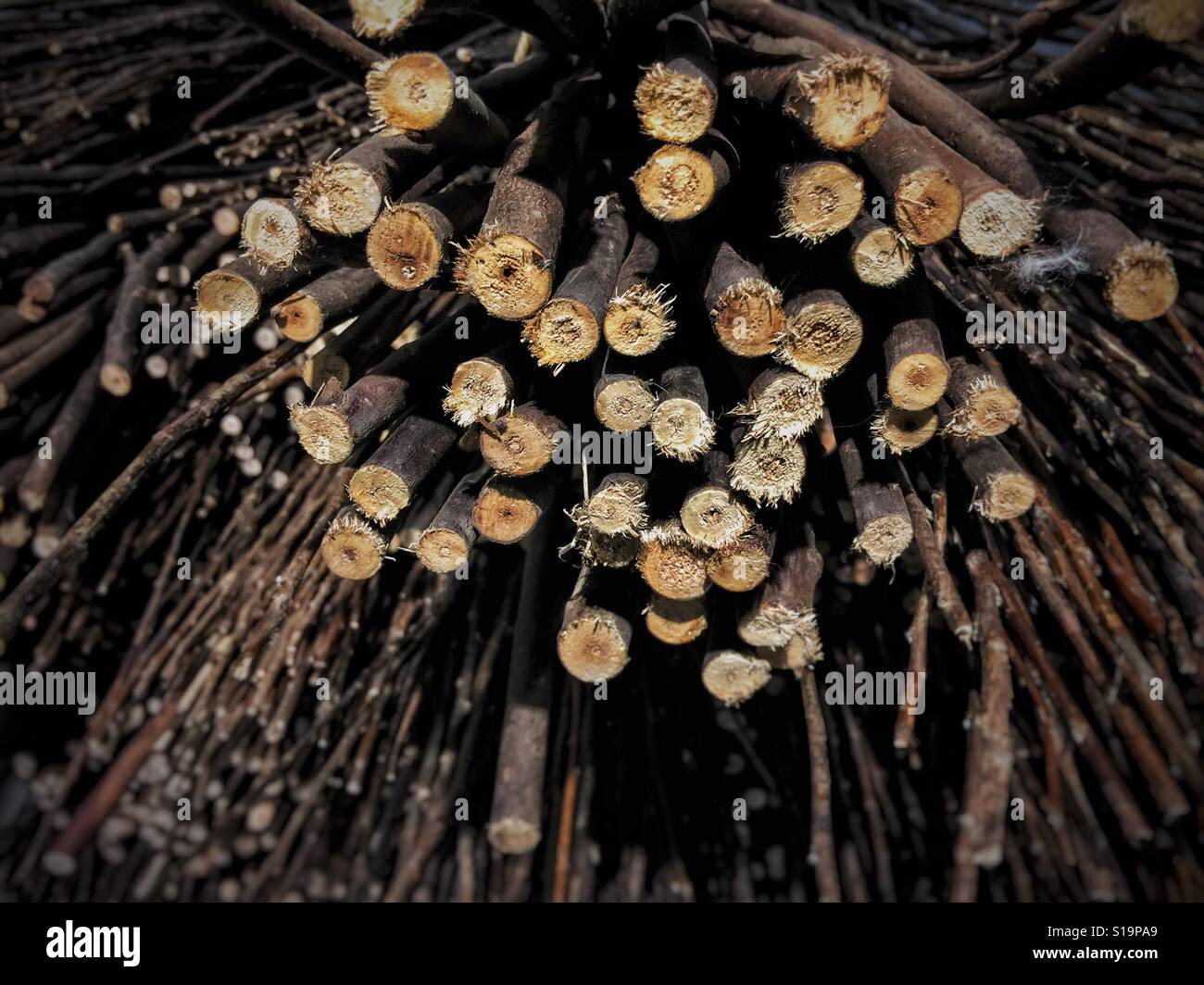 Bundles of branches hi-res stock photography and images - Alamy