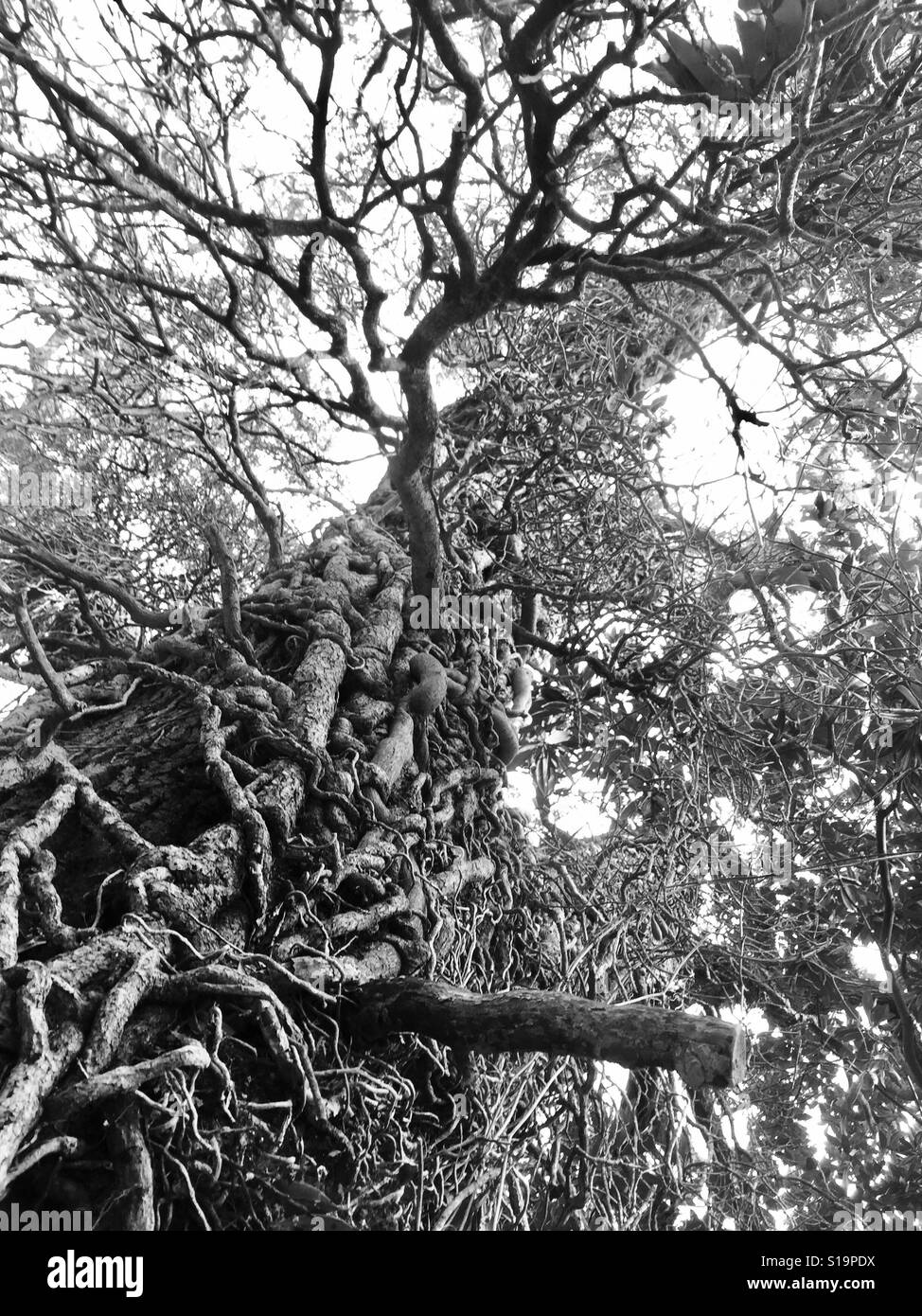 Vine branch hi-res stock photography and images - Alamy