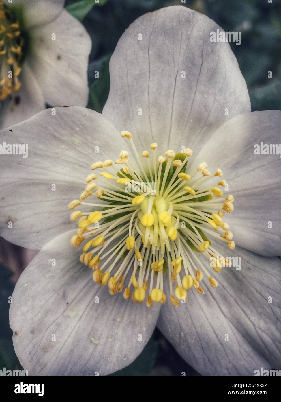 White winter hellebores hi-res stock photography and images - Alamy