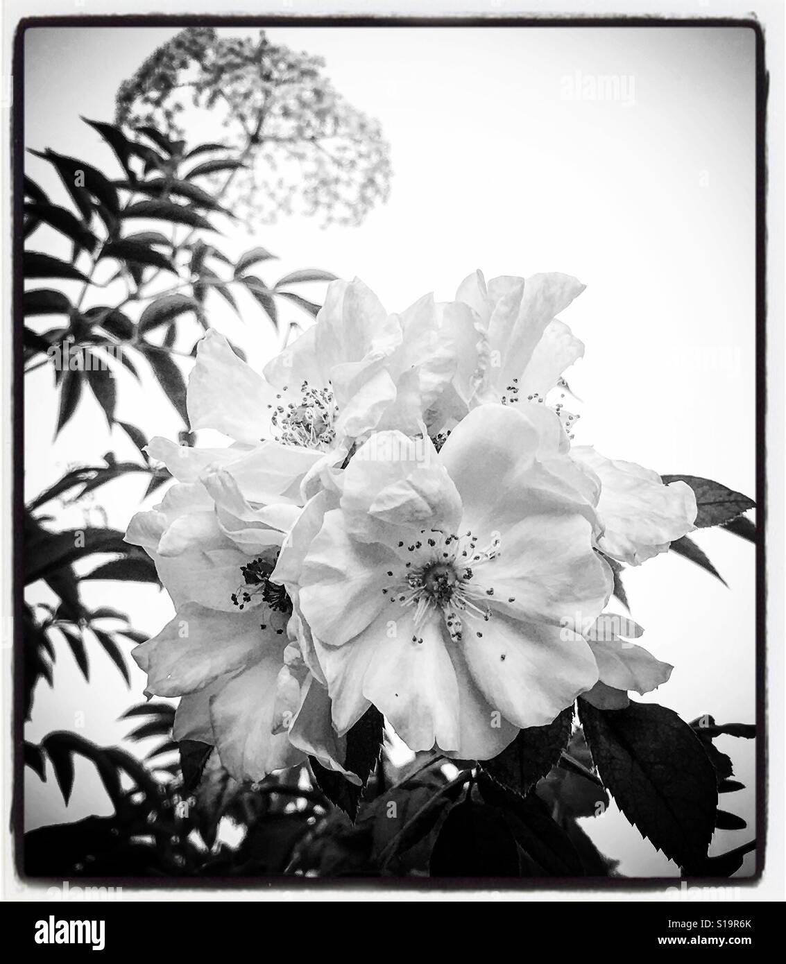 Colorless flowers hi-res stock photography and images - Alamy
