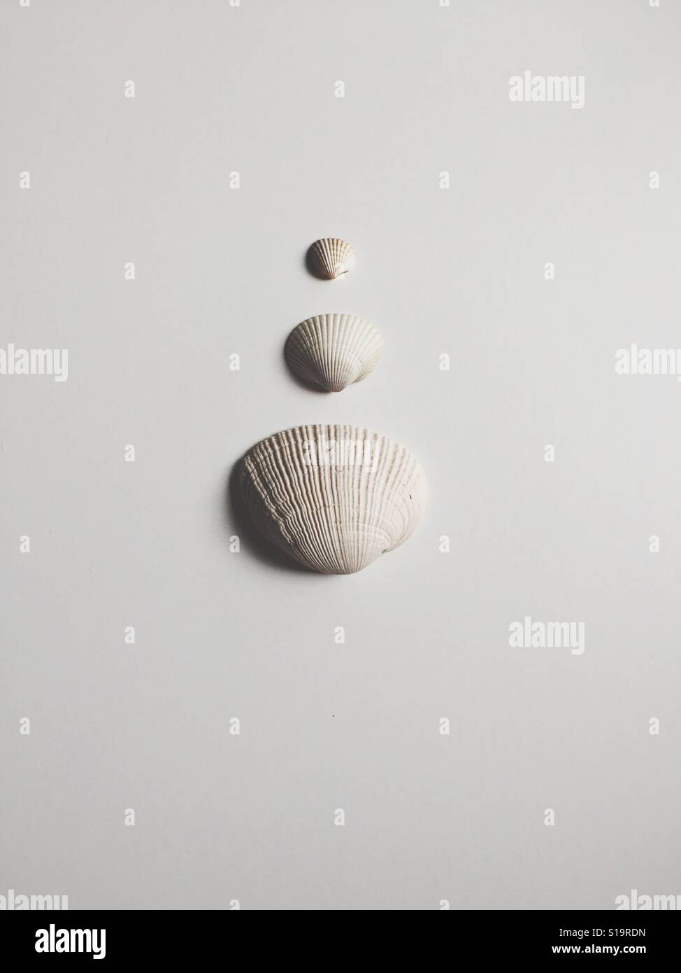 Minimalist seashell hi-res stock photography and images - Alamy