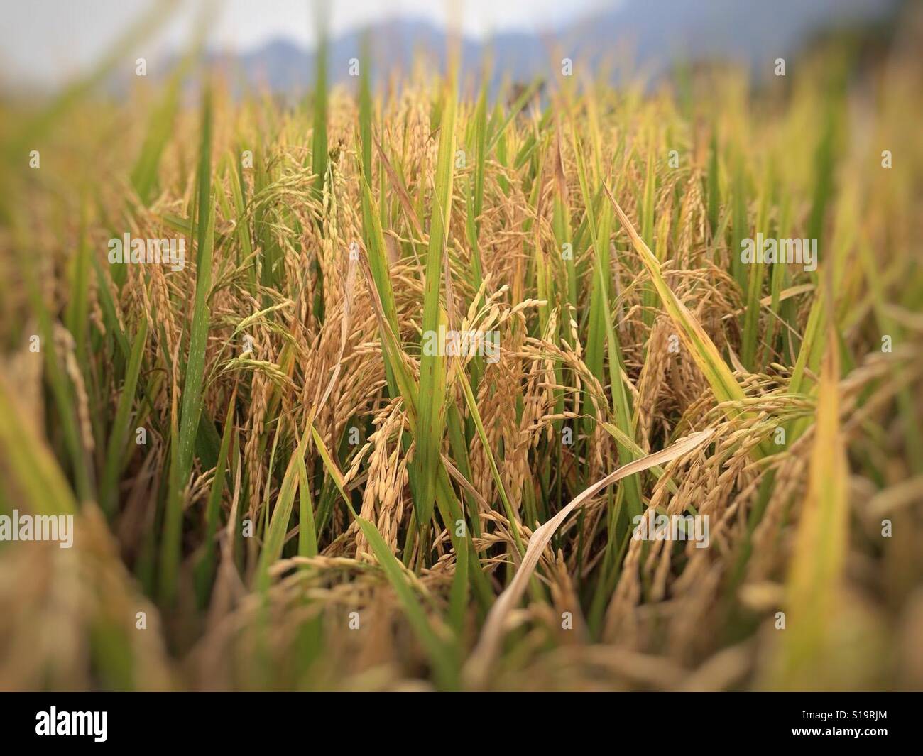 Detail of a rice field in Central Java, Indonesia Stock Photo - Alamy