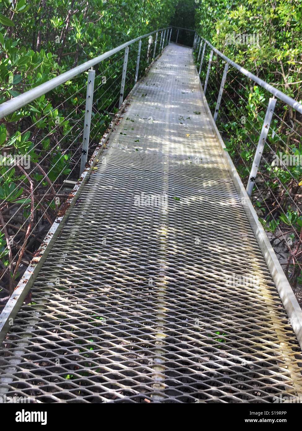 Mangrove boardwalk at East Point, in Darwin suburb. Northern Territory ...