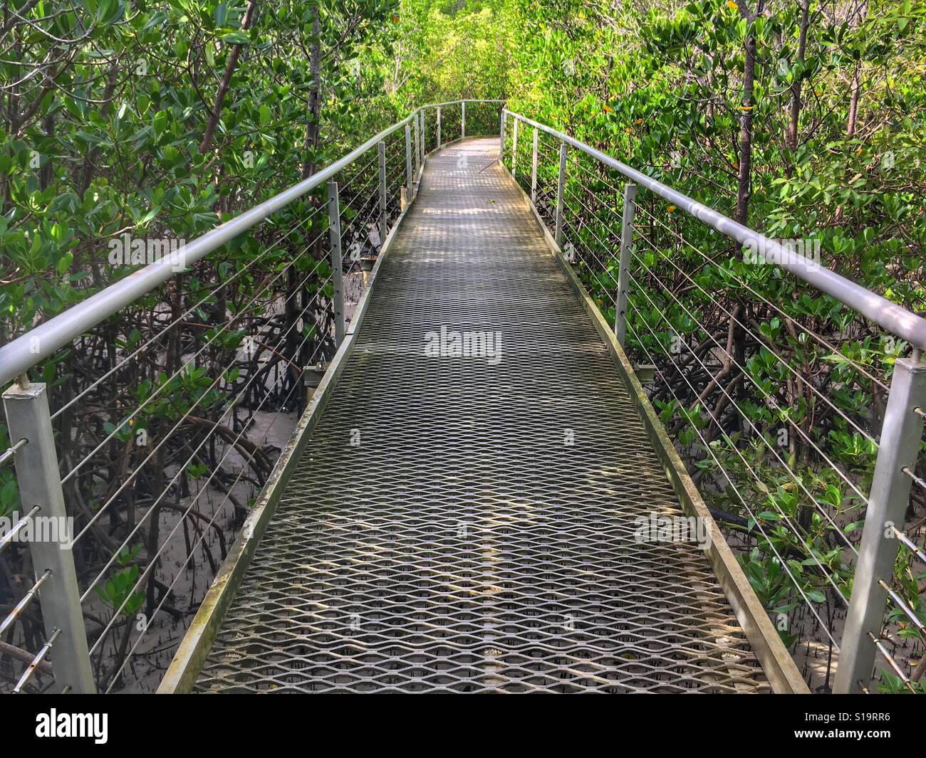 Nature walk in the mangrove at East Point, a suburb of Darwin the ...