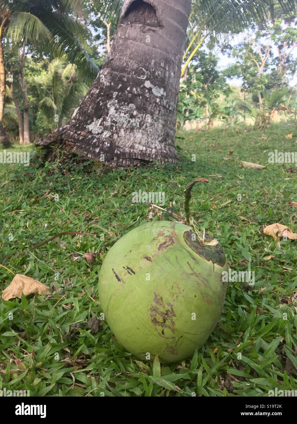 Farm fresh coconut hi-res stock photography and images - Alamy