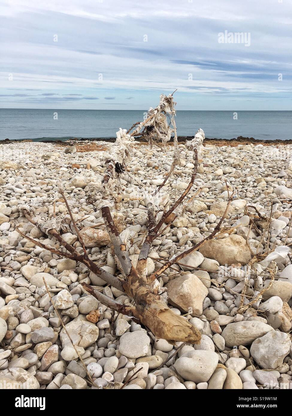 Tree branch on a pebble beach Stock Photo - Alamy