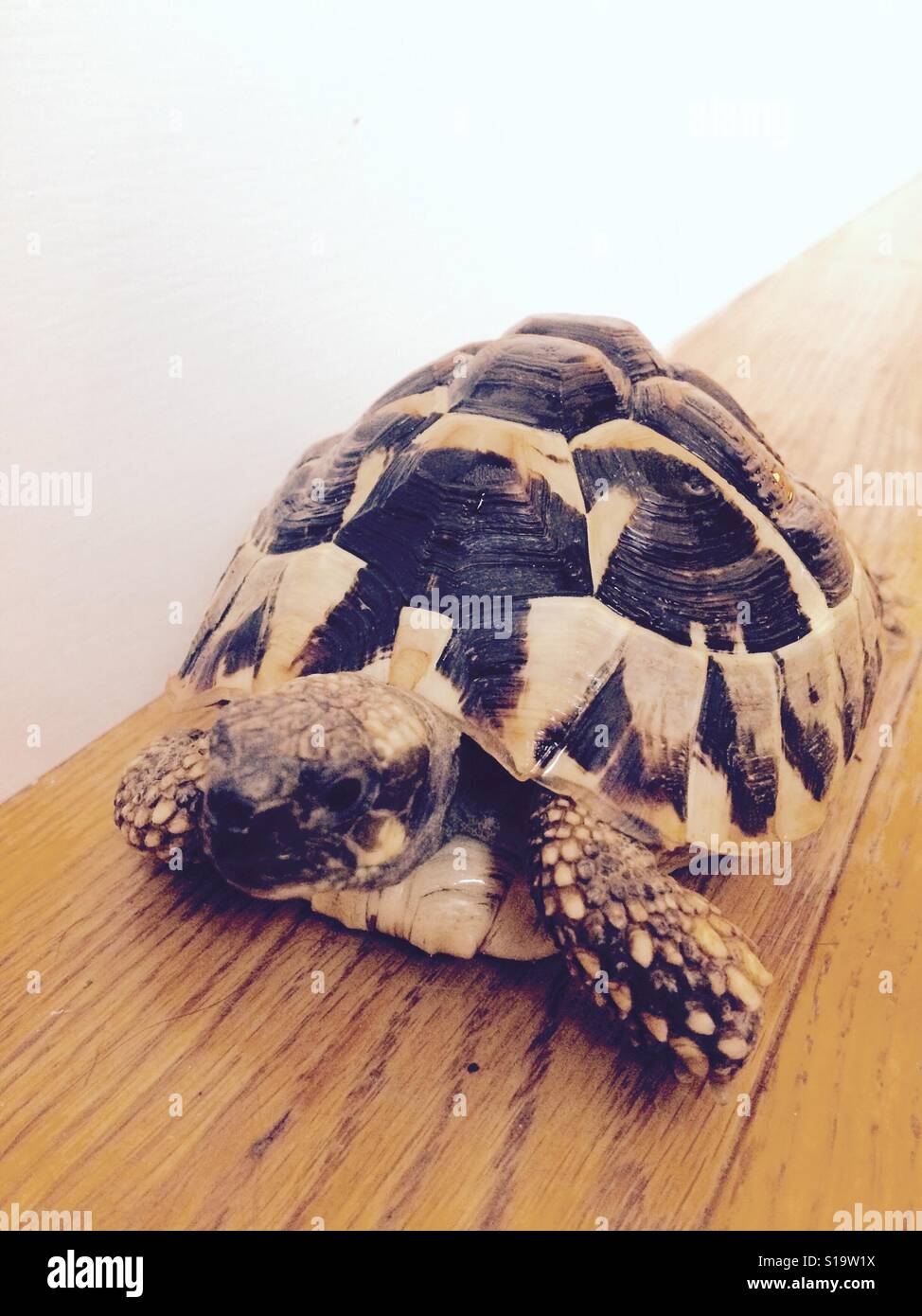 Tortoise shell pattern hi-res stock photography and images - Alamy