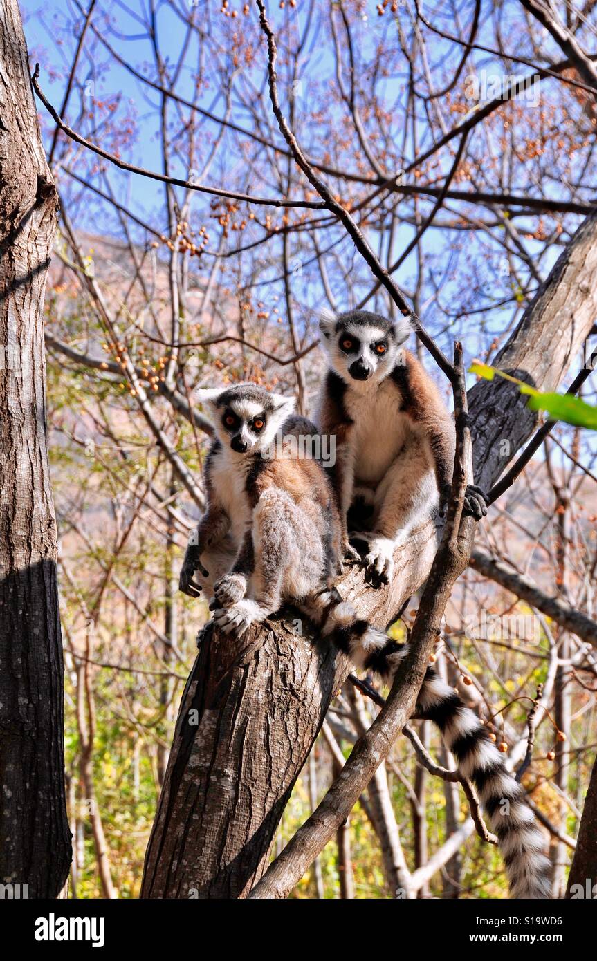 Couple wildlife hi-res stock photography and images - Alamy