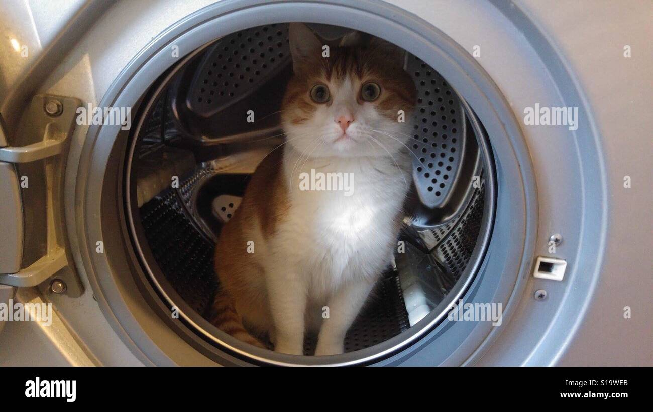 My cat in the washing machine Stock Photo - Alamy