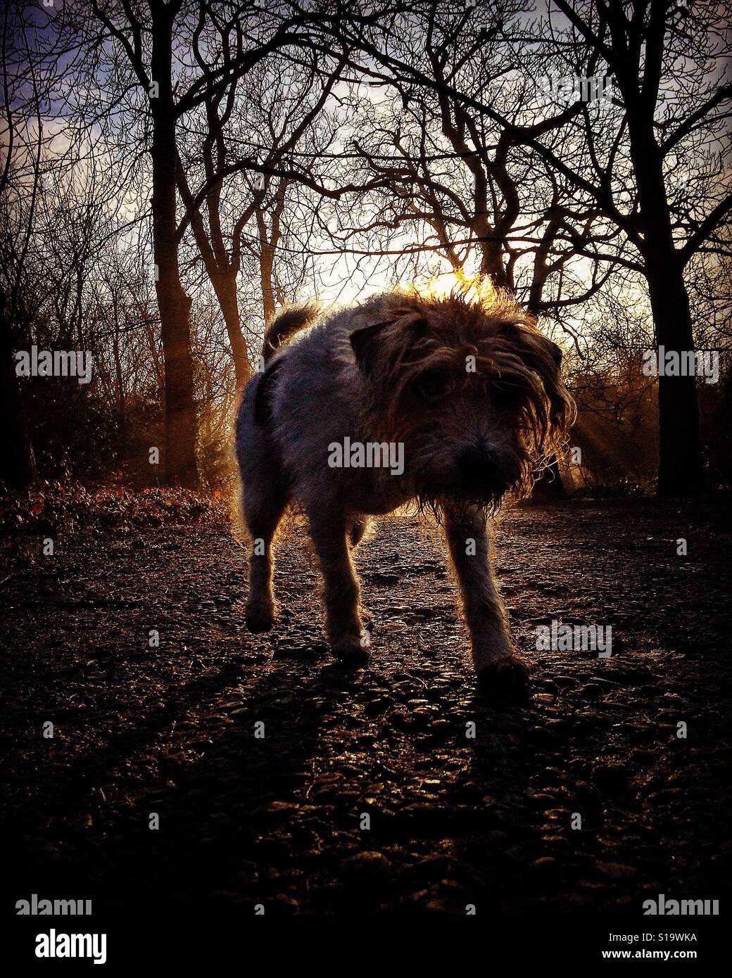 Dog stalking in the woods Stock Photo - Alamy