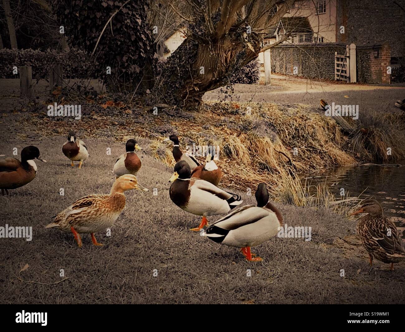 Ducks beside a duck pond on a village green Stock Photo - Alamy