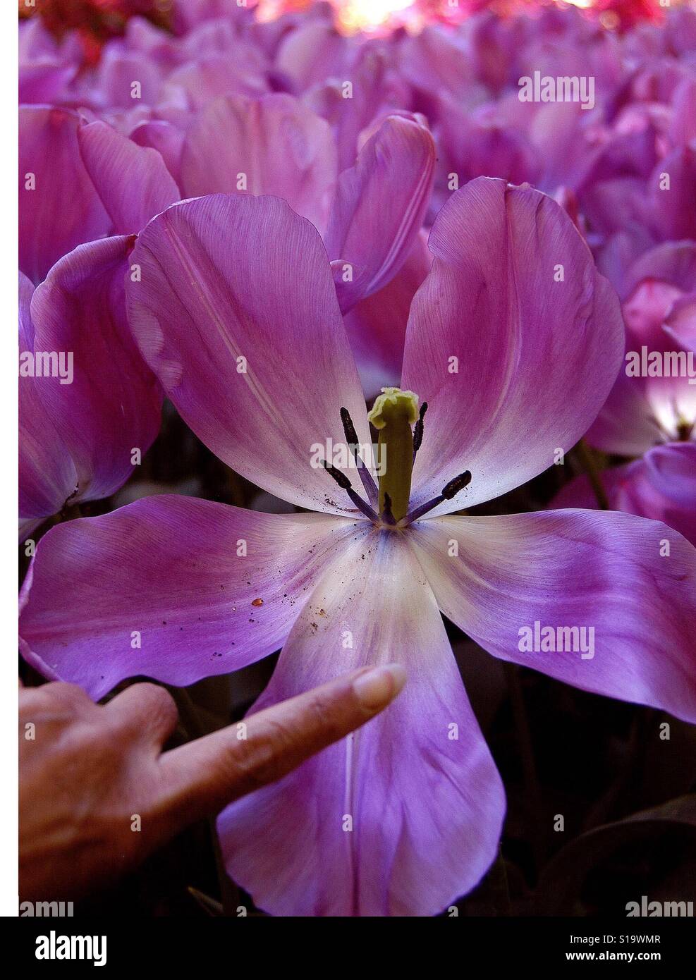 Fully open pink tulip with pointing finger Stock Photo - Alamy
