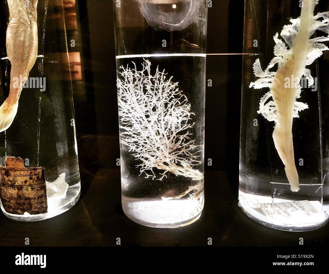 Samples of real life ocean specimens exhibited at Museu do Mar (The ...
