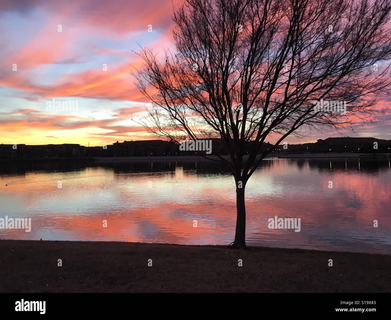 A tree during sunset Stock Photo - Alamy