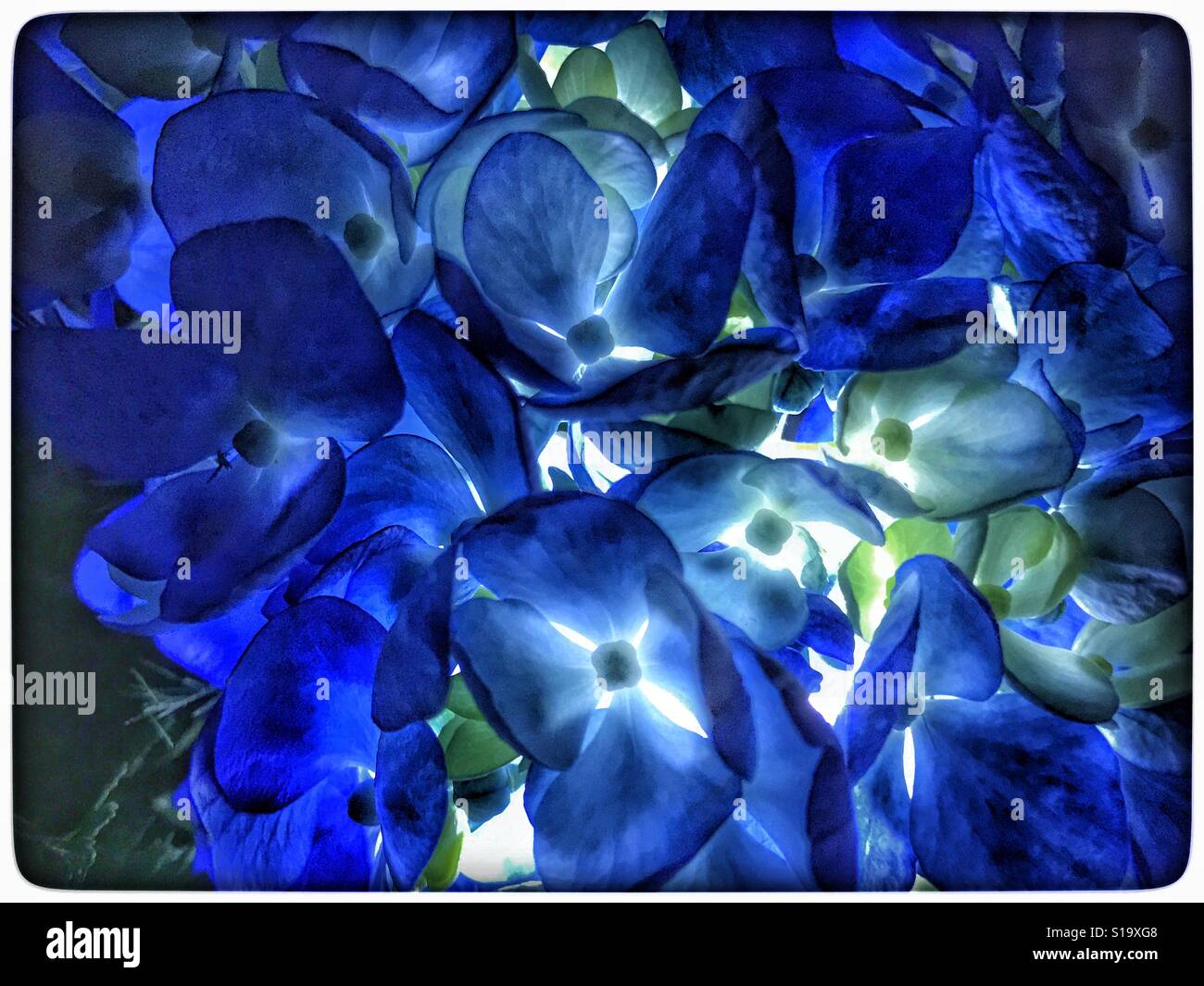 Blue Hydrangea Glow, Hydrangea macrophylla Stock Photo - Alamy