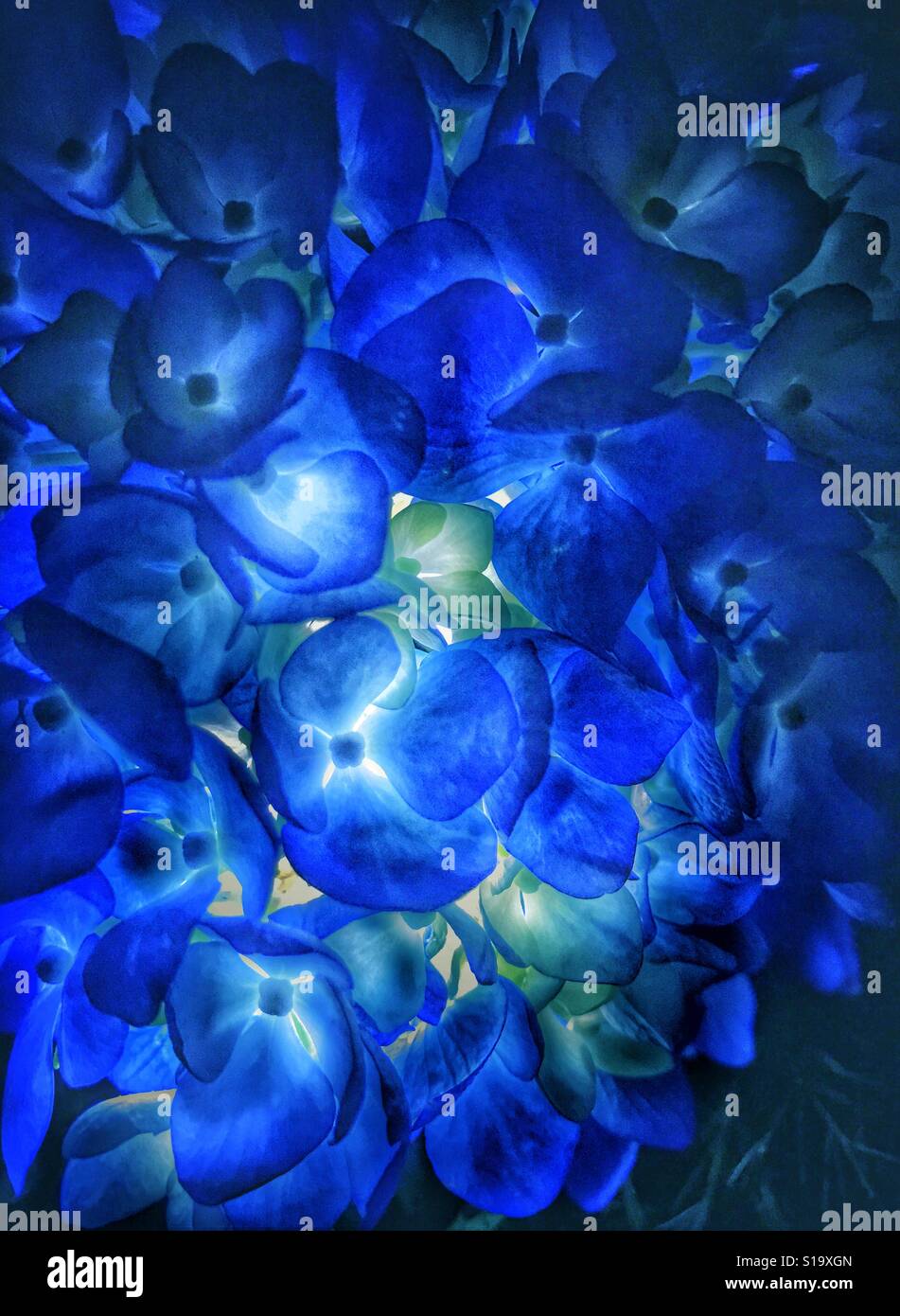 Hydrangea dream in electric blue, Hydrangea macrophylla Stock Photo - Alamy