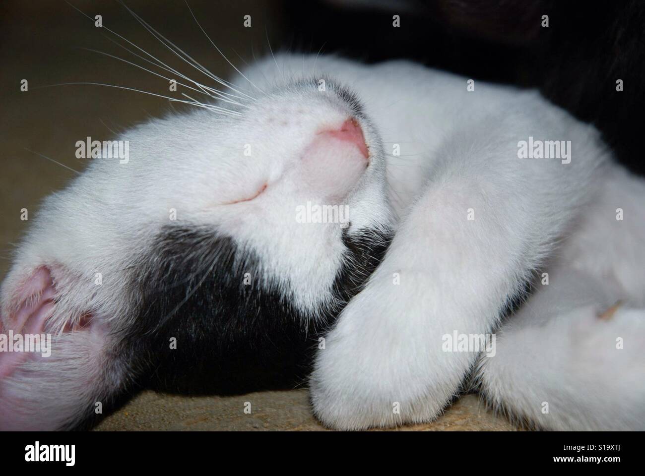 Cute kitten stretching Stock Photo - Alamy
