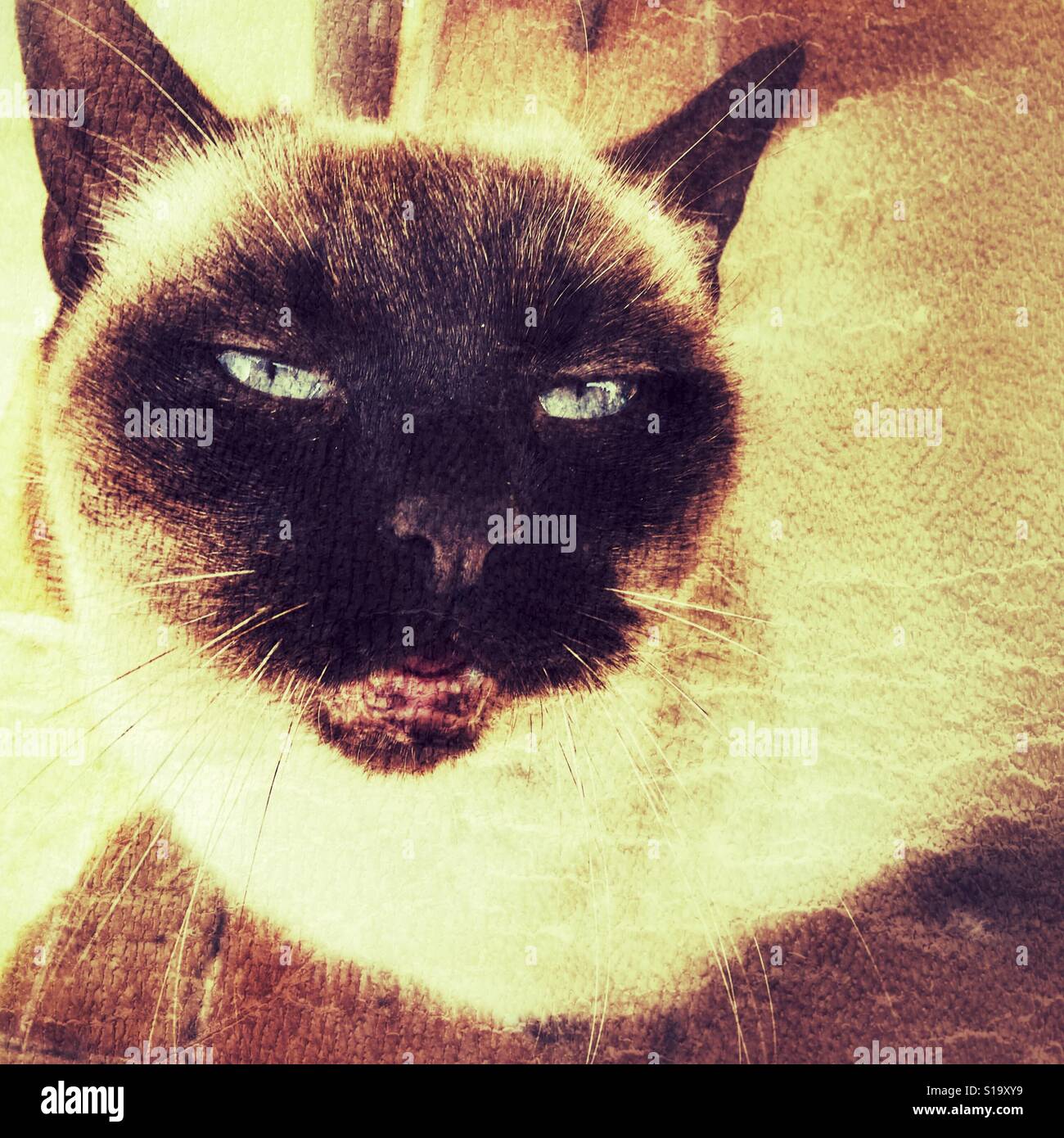 Siamese cat, looking at camera Stock Photo - Alamy