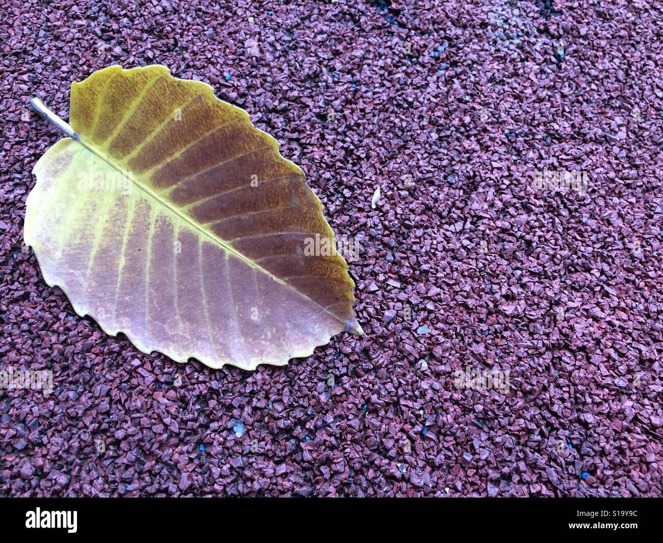 Principal lateral appendage hi-res stock photography and images - Alamy