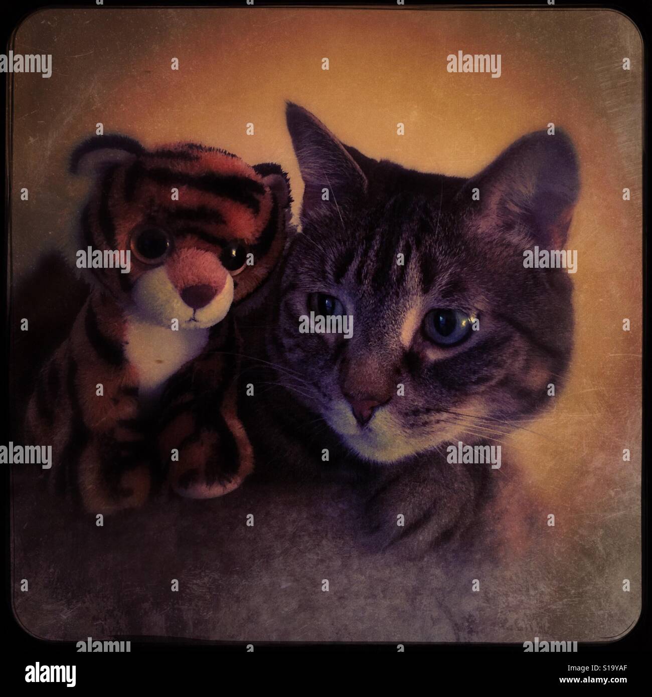 Tabby cat and her tiger Stock Photo - Alamy