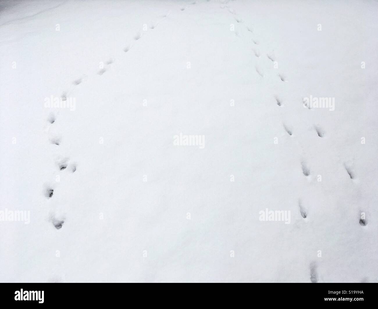 Animal trails in snow Stock Photo - Alamy