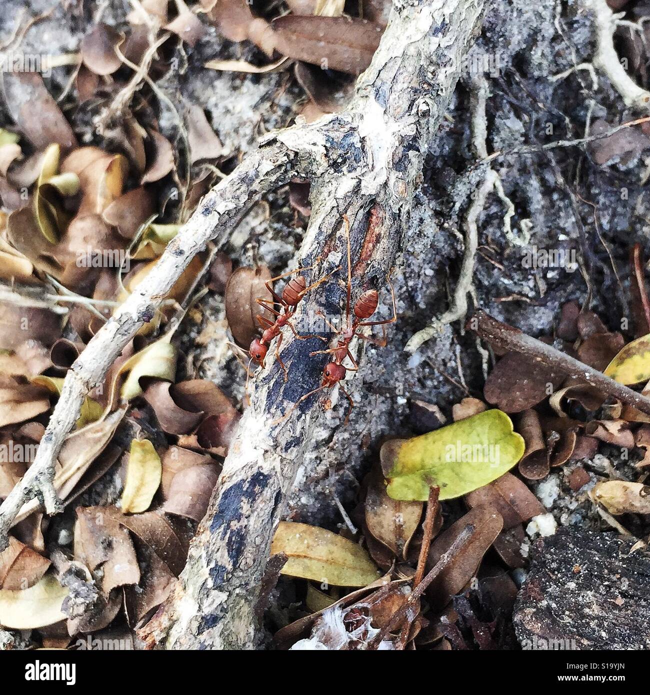Weaver ant hi-res stock photography and images - Alamy