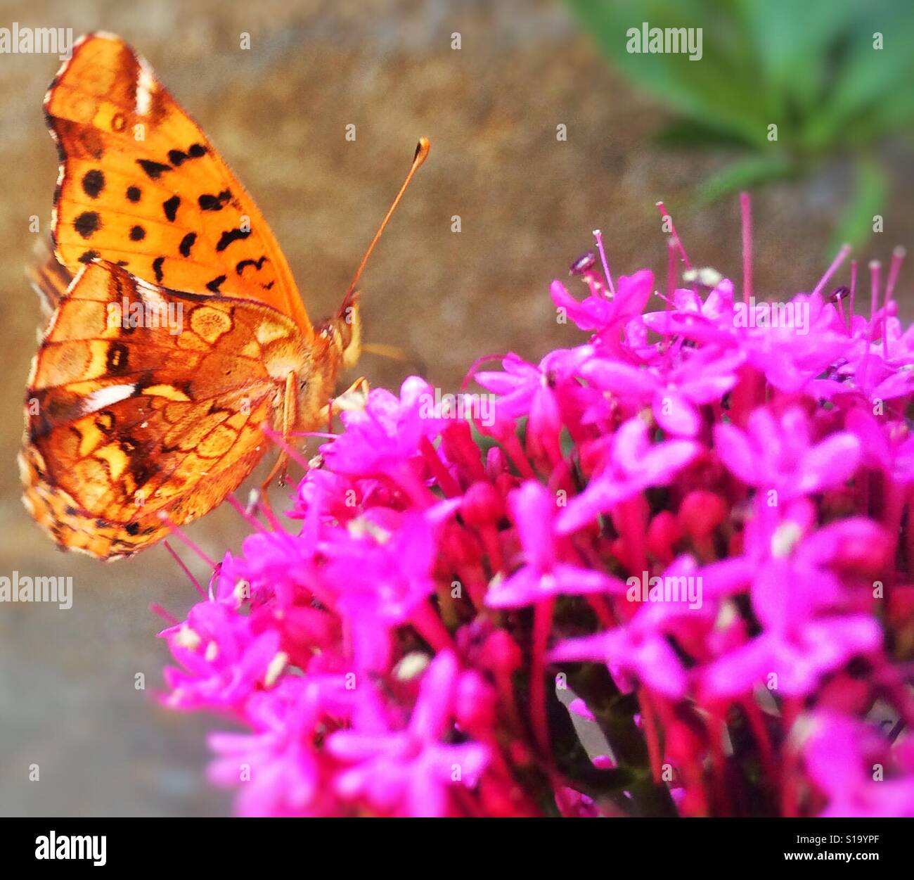 Life &a Nature Stock Photo - Alamy