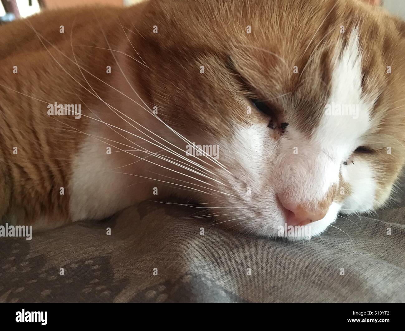 Sleepy kitty love hi-res stock photography and images - Alamy