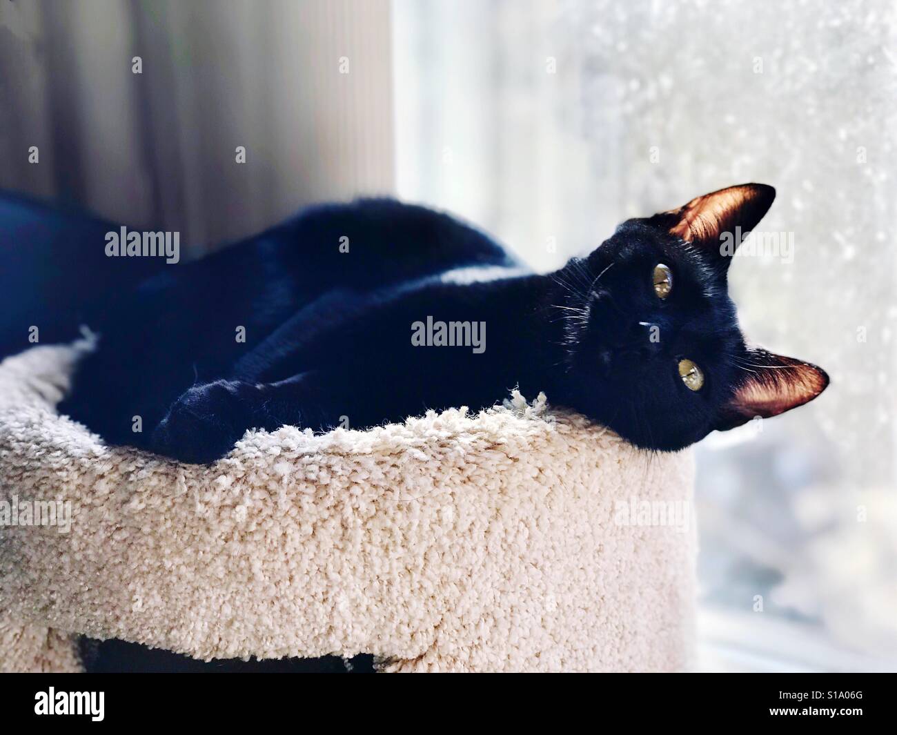 American bombay cat hi-res stock photography and images - Alamy