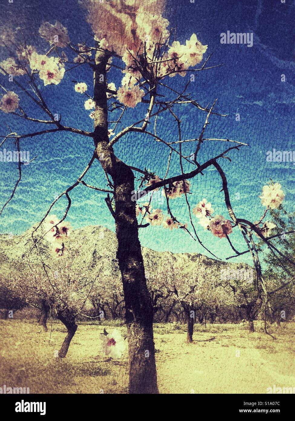 Almond blossom in the Jalon Valley, the first sign of Spring on the ...