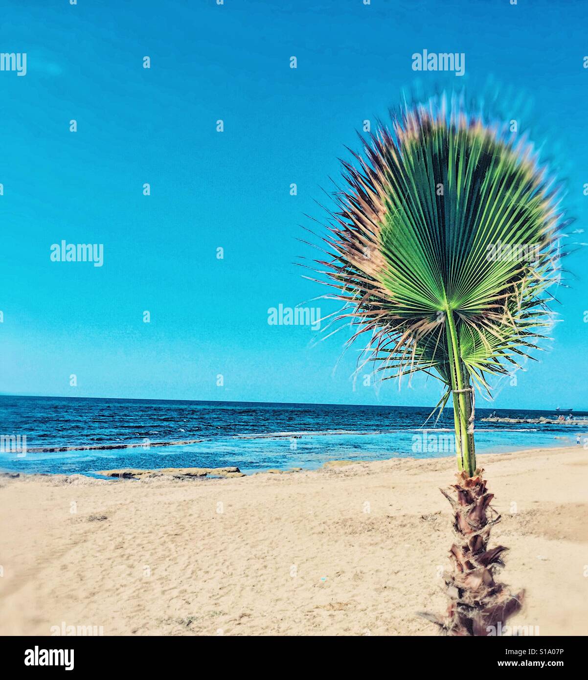 The little palm tree hi-res stock photography and images - Alamy