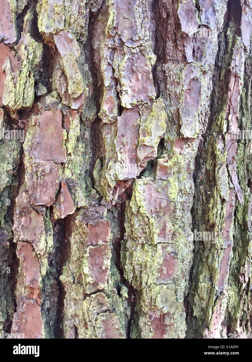 Interesting tree bark Stock Photo - Alamy