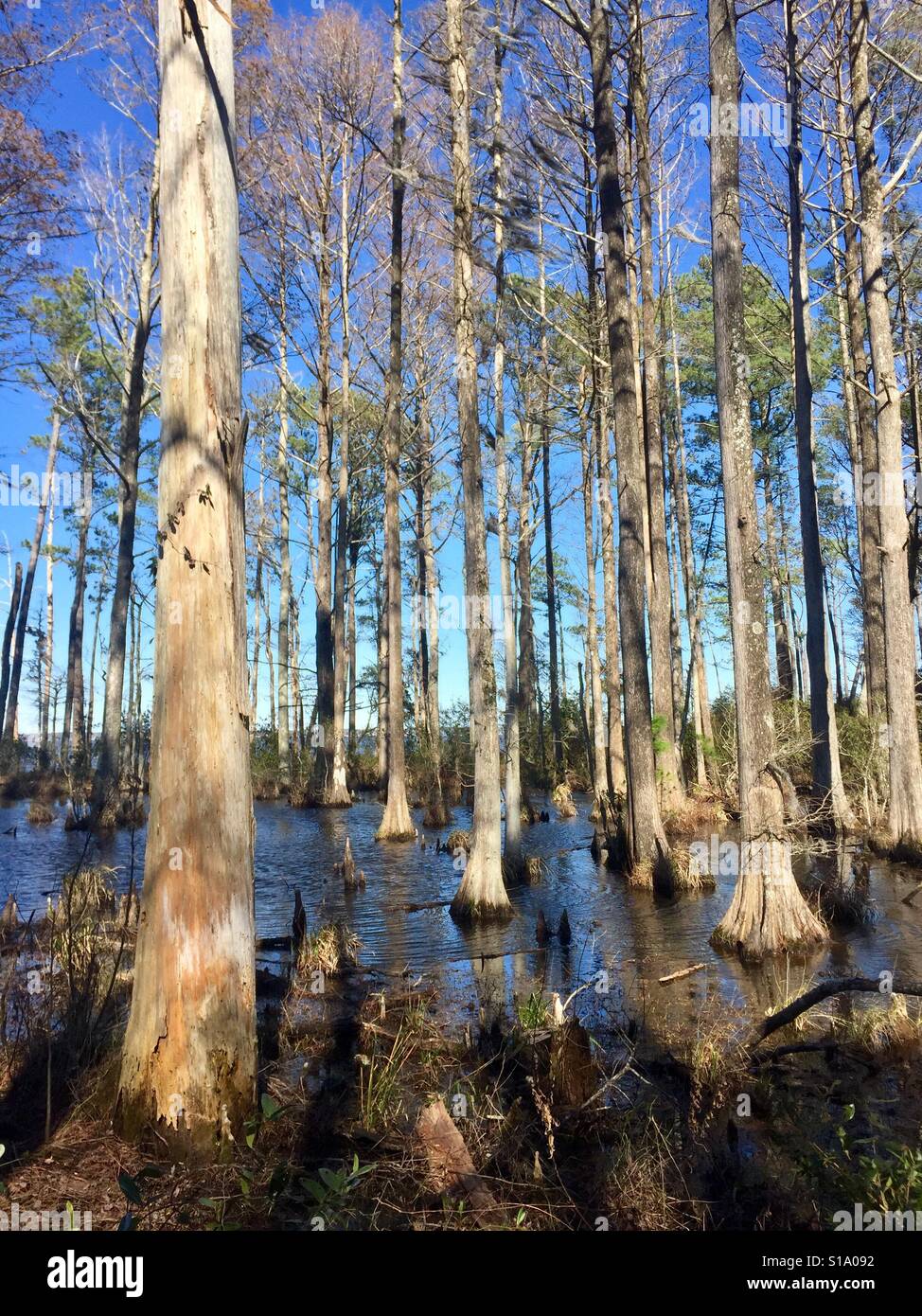 Swamp roots hi-res stock photography and images - Alamy