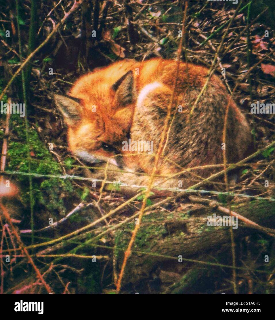 Snoozing fox with one eye open Stock Photo - Alamy