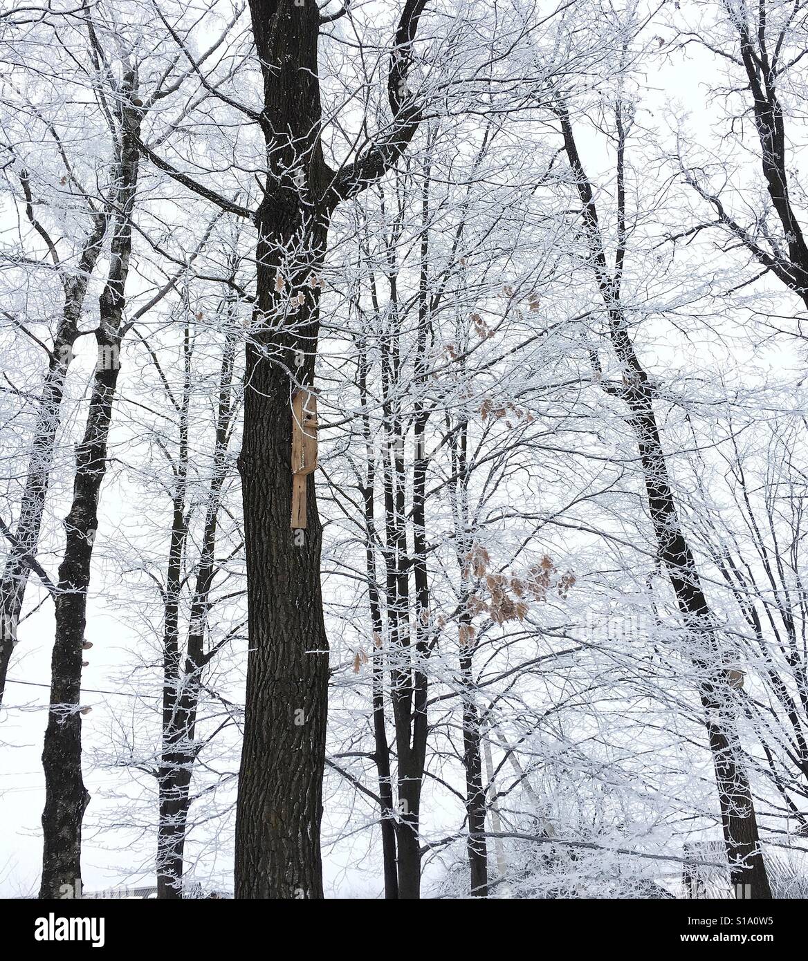 Trees with frost Stock Photo - Alamy